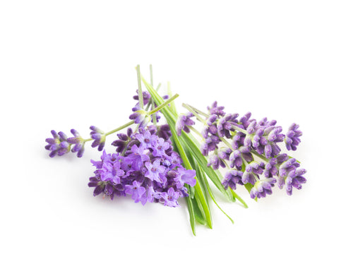 NAIL REVIVE - fungal nail essential oil blend – Bloom Remedies